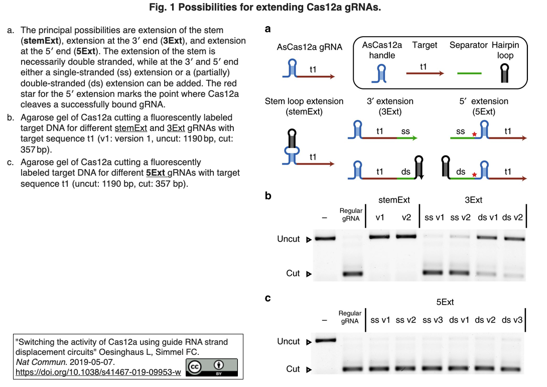 Cas12aの活性をgRNAの鎖置換回路を介してスイッチする : crisp_bio