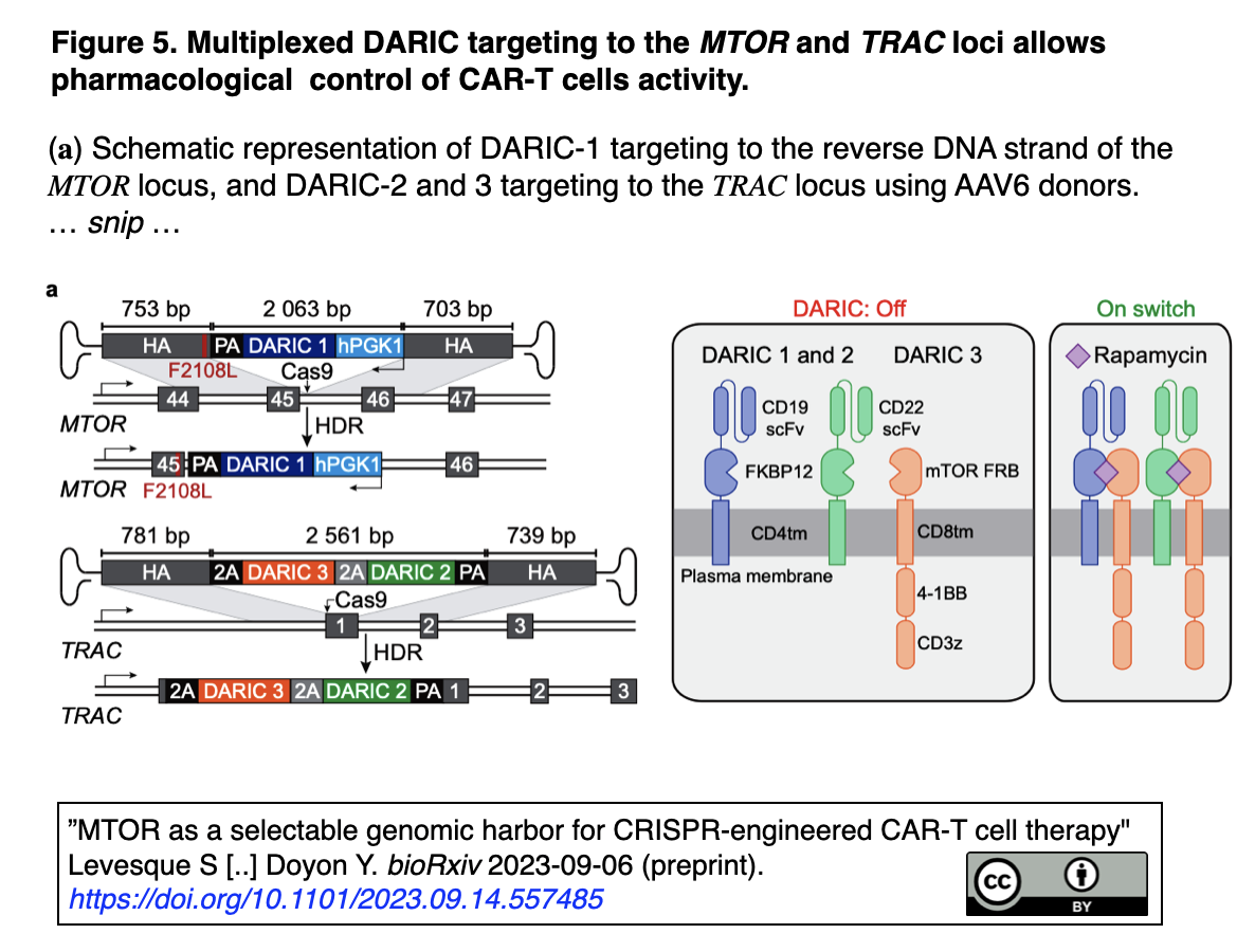 キメラ抗原受容体 (CAR) をMTOR遺伝子座にターゲンティグすることで、CAR-T細胞療法を強化 : crisp_bio