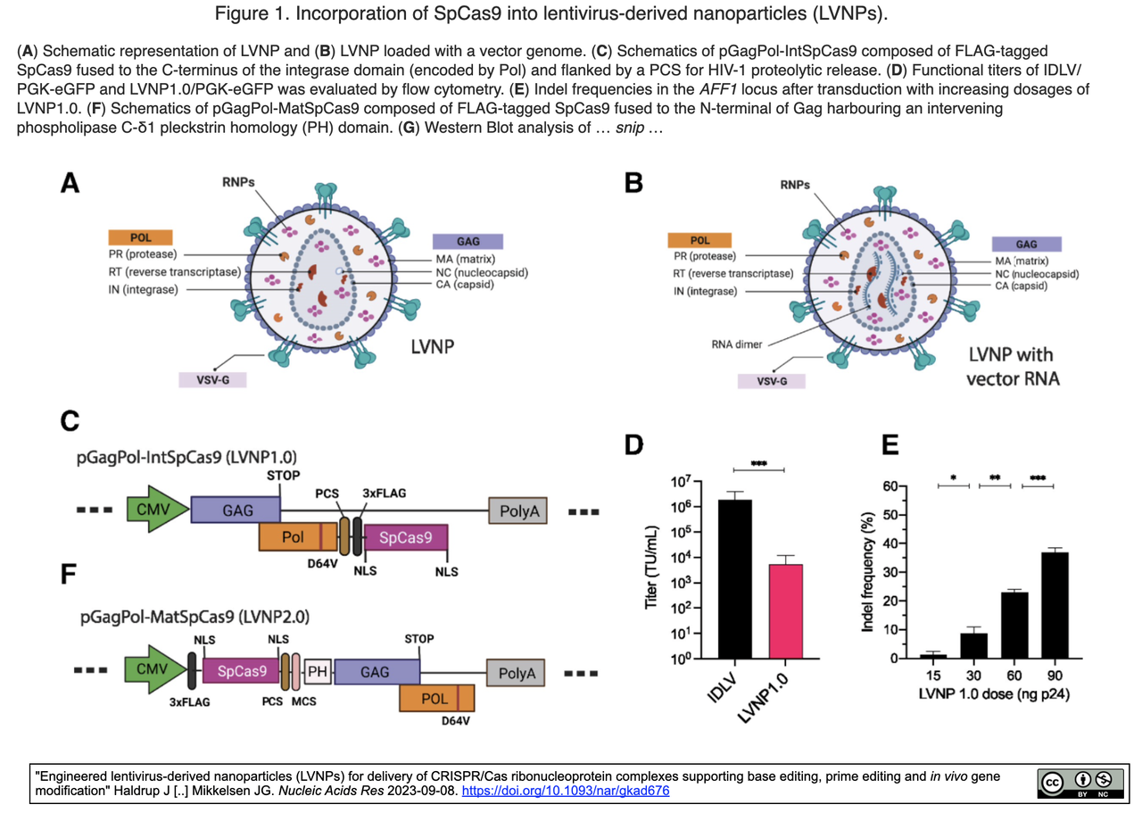 CRISPR/Cas9 RNP, BE, PEによる生体内遺伝子改変を可能にするレンチウイルス由来ナノ粒子を開発 : crisp_bio