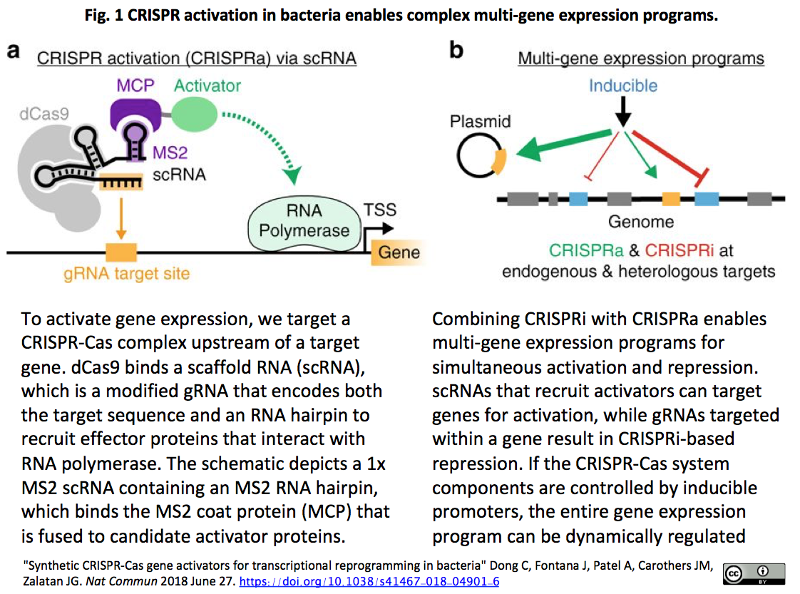 動的CRISPR転写制御を実現する代謝物応答性スキャフォールドRNAを設計・実装 : crisp_bio