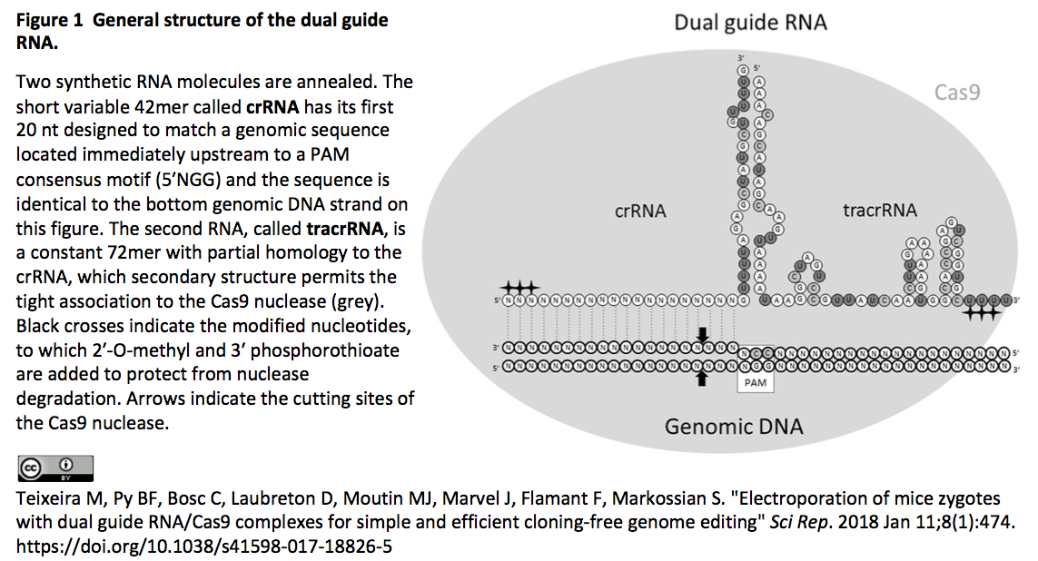 CRISPRメモ_2018/01/17（13件） : crisp_bio