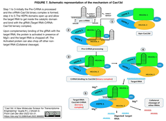 [レビュー] RNA工学の新たな分子ハサミCas13d : crisp_bio