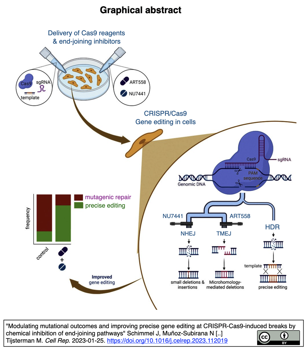 低分子による末端結合経路の選択的阻害により、CRISPR-Cas9が誘導する変異を制御し編集の精度を向上 : crisp_bio