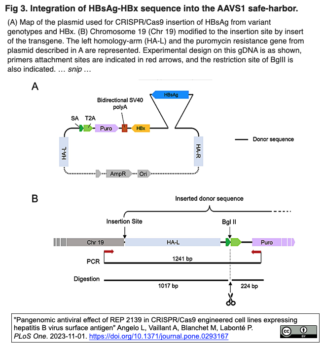 B型肝炎ウイルス (HBV) 表面抗原を発現するCRISPR/Cas9改変細胞株におけるREP 2139の汎ゲノム抗ウイルス効果 ...