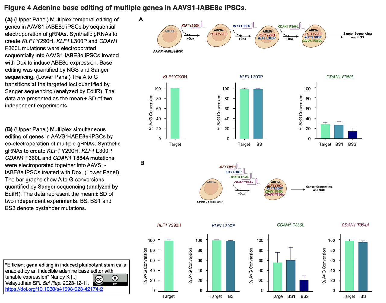 iPS細胞における効率的遺伝子編集を, 発現調節が可能な誘導性ABE8eで実現 : crisp_bio
