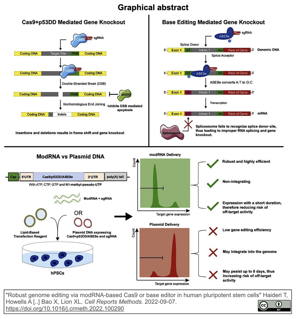 Cas9とABE8eの送達に化学修飾mRNAを利用することで、hPSCにおける安定した高効率な遺伝子KOを実現 : crisp_bio