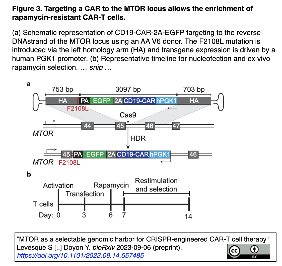 キメラ抗原受容体 (CAR) をMTOR遺伝子座にターゲンティグすることで、CAR-T細胞療法を強化 : crisp_bio