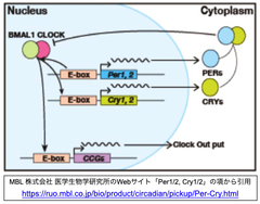 CRISPR KI(ノックイン)技術を介して，概日時計タンパク質の動態の細胞内ライブイメージングを実現 : crisp_bio