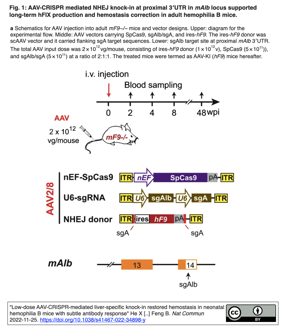 低用量AAV-CRISPR投与でのNHEJ修復過程を介した肝臓特異的ノックインにより、新生仔血友病Bマウスの止血の安全な回復を実現 : crisp_bio