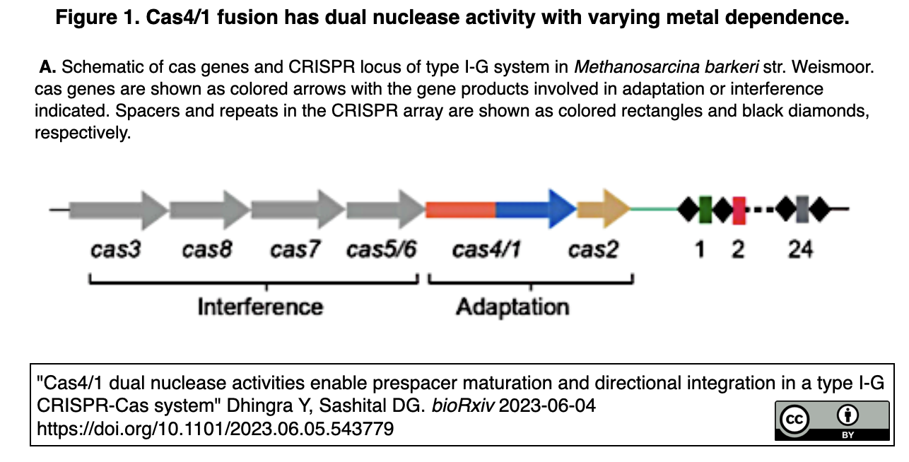 タイプI-G CRISPR-Casシステムにおいて、その適応ステージにCas4とCas1の双方が寄与する : crisp_bio