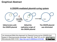 酵母におけるRNAオンリーのプラスミド除去システム : crisp_bio