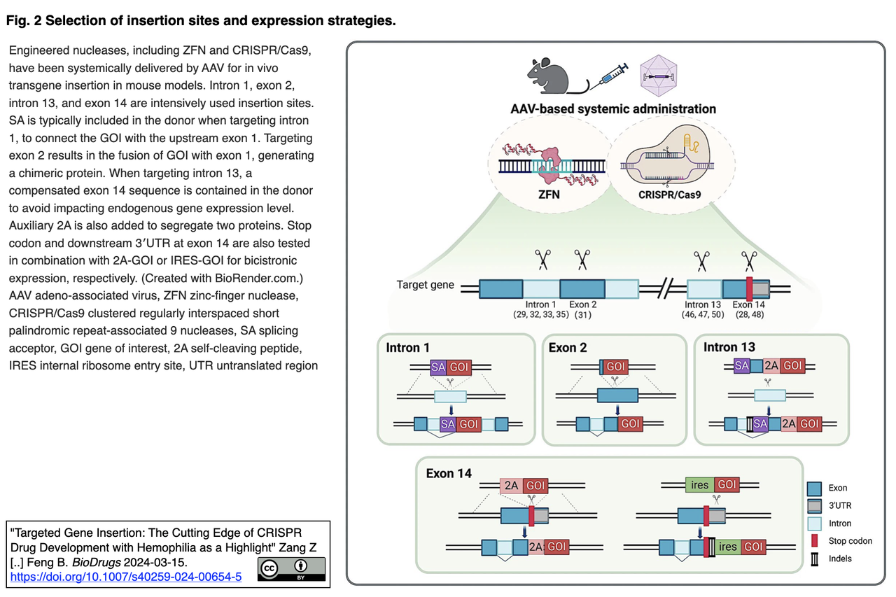 [レビュー] 標的遺伝子挿入：血友病治療法から切り開かれたCRISPR医薬の最先端 : crisp_bio