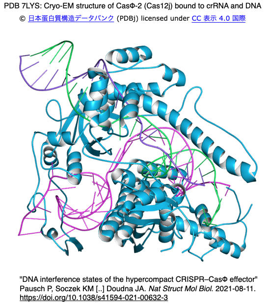 コンパクトなCRISPR–CasΦ (Cas12j)が標的DNAを切断する構造基盤が明らかに : crisp_bio