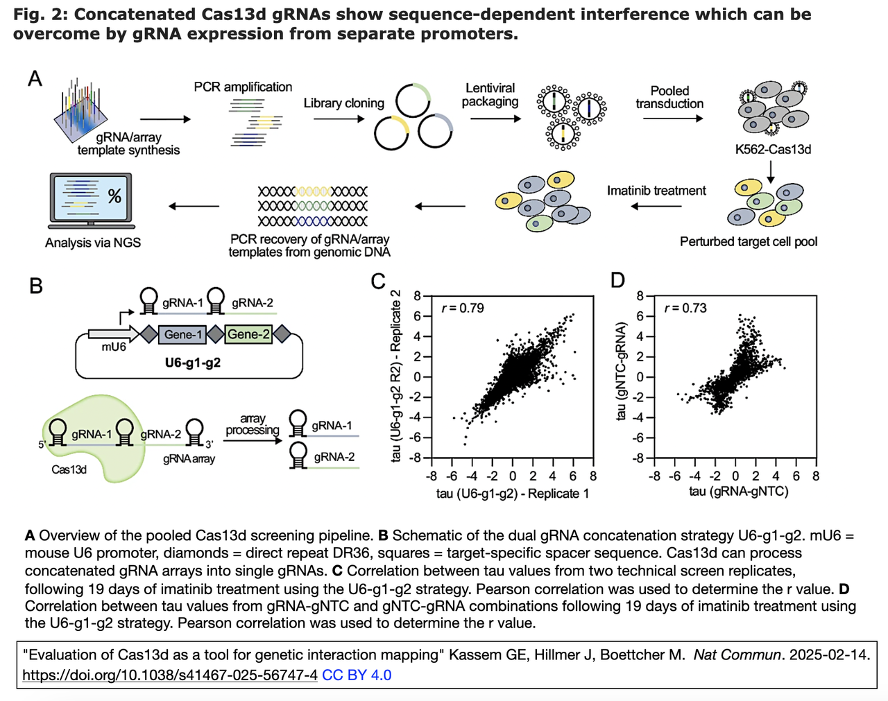 遺伝的相互作用マッピングのツールとしてのCas13dの評価 : crisp_bio