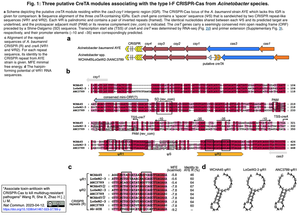 多剤耐性病原体を、毒素-抗毒素 (TA) 系とCRISPR-Casで攻撃する : crisp_bio
