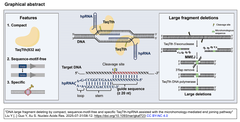 コンパクトなTagTth組換えヌクレアーゼとヘアピンRNA (hpRNA)を介して, 哺乳類細胞におけるDNAの大領域削除を実現 ...