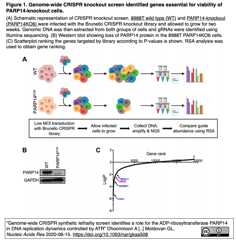 PARP14遺伝子の状態がDNA損傷応答を阻害する抗癌剤の効能を左右する : crisp_bio