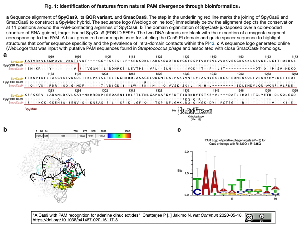 [20200519更新] PAMの拡張：アデニンジヌクレオチド (AA)を認識するハイブリッドCas9 : crisp_bio