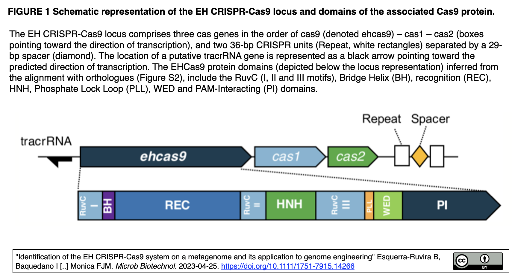自然環境メタゲノム [*] からの新たなII-C型Cas9発見と利用 : crisp_bio
