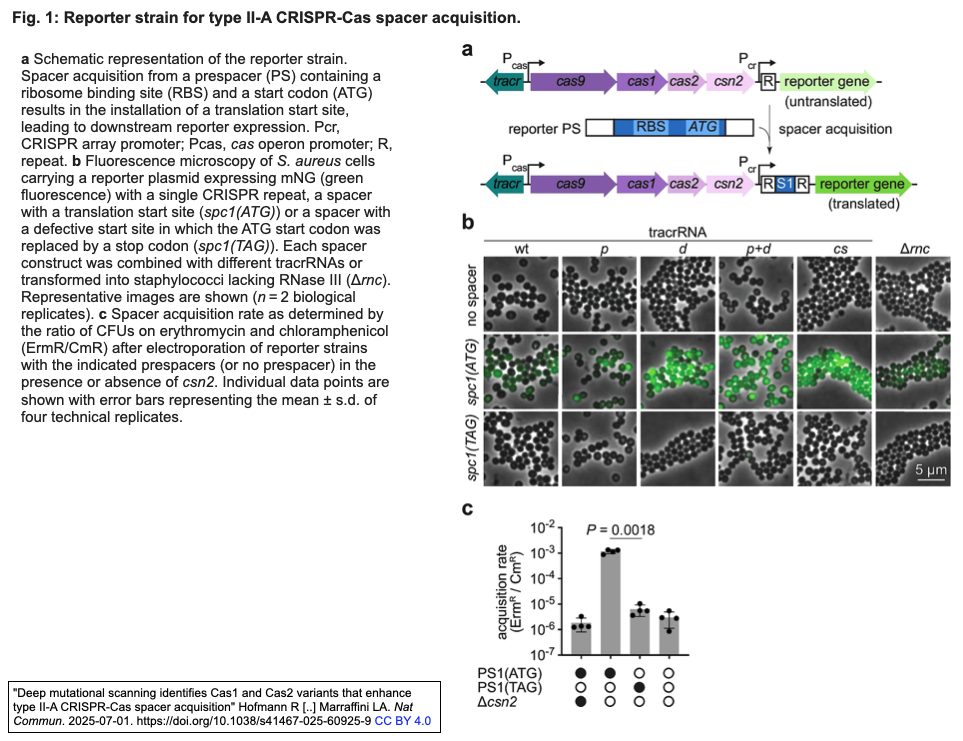 Deep Mutational Scan* により、II-A型CRISPR-Casスペーサーの獲得を促進するCas1およびCas2の変異体が ...