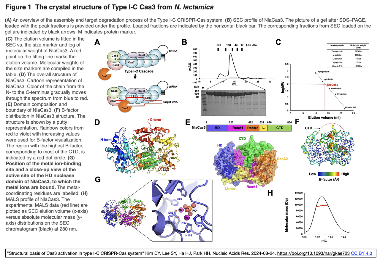タイプI-C CRISPR-CasシステムにおけるCas3活性化の構造基盤 : crisp_bio