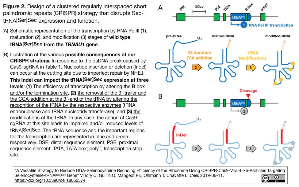 ウイルス様粒子 (VLP)によりCas9-sgRNA RNPを送達し、UGA終止コドンのセレノシステインへの読み換えを抑制 : crisp_bio