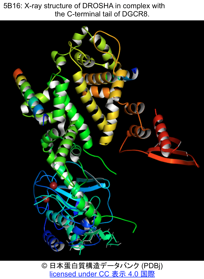 ヒトDROSHAの構造 : crisp_bio