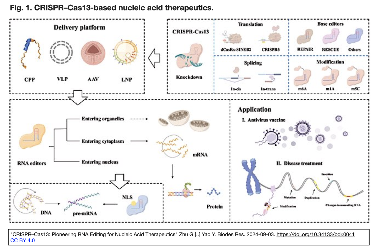 [総説] 先駆的なRNA編集CRISPR-Cas13による核酸医薬治療 : crisp_bio