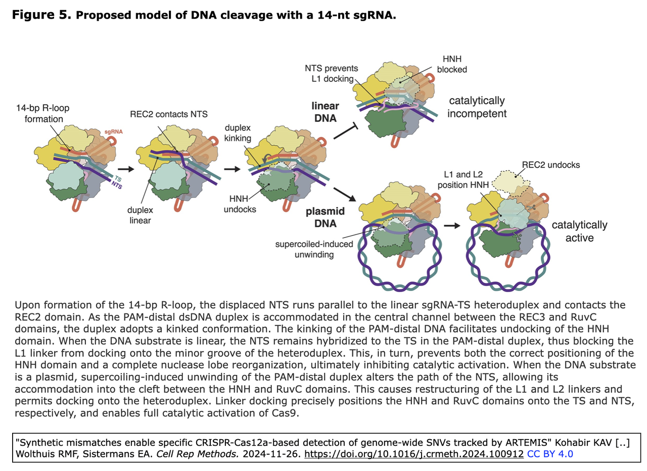 5′切断sgRNAを用いたCas9によるDNAの検査・結合・切断の構造基盤 : crisp_bio
