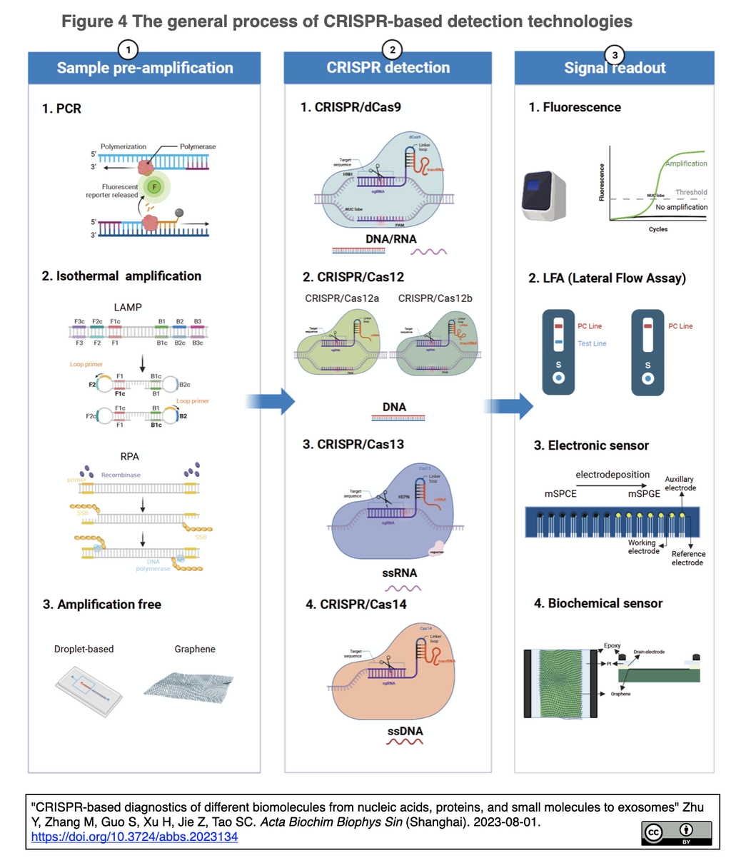 CRISPR Dx (CRISPRをベースとする検出・診断法) 解説図表集 : crisp_bio