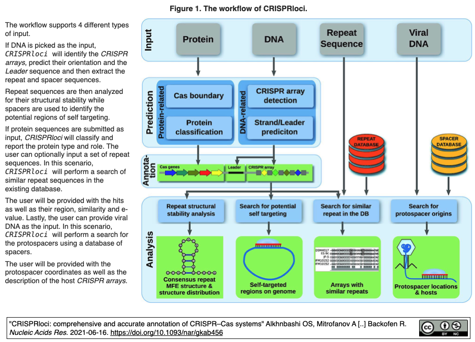 CRISPRloci: CRISPR-Casシステムの包括的かつ正確なアノテーションを実現する解析ツール : crisp_bio