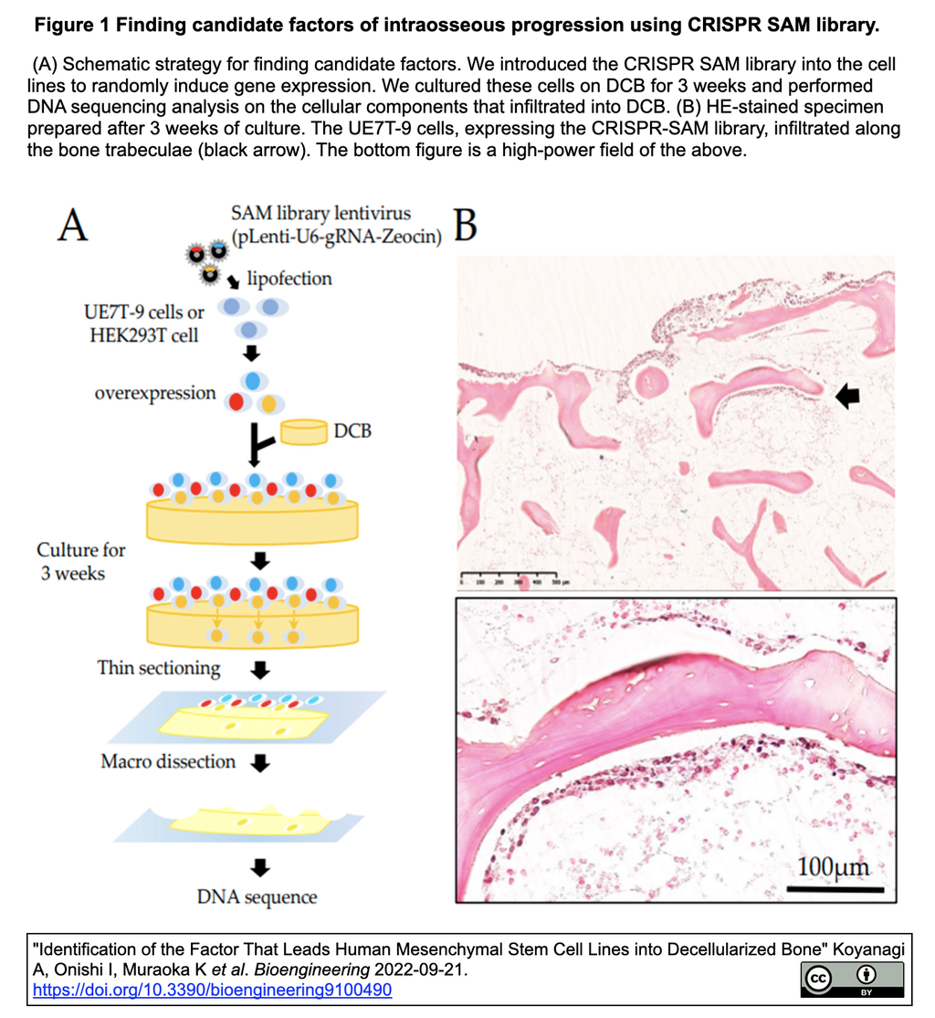 CRISPRaスクリーンを介してヒト間葉系幹細胞株を脱細胞化骨に導く因子を同定 : crisp_bio