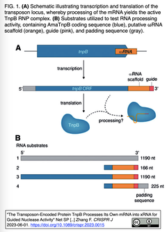 トランスポゾンにコードされているTnpBは、自身のmRNAをωRNAへとプロセスしそれをガイドとして利用する : crisp_bio