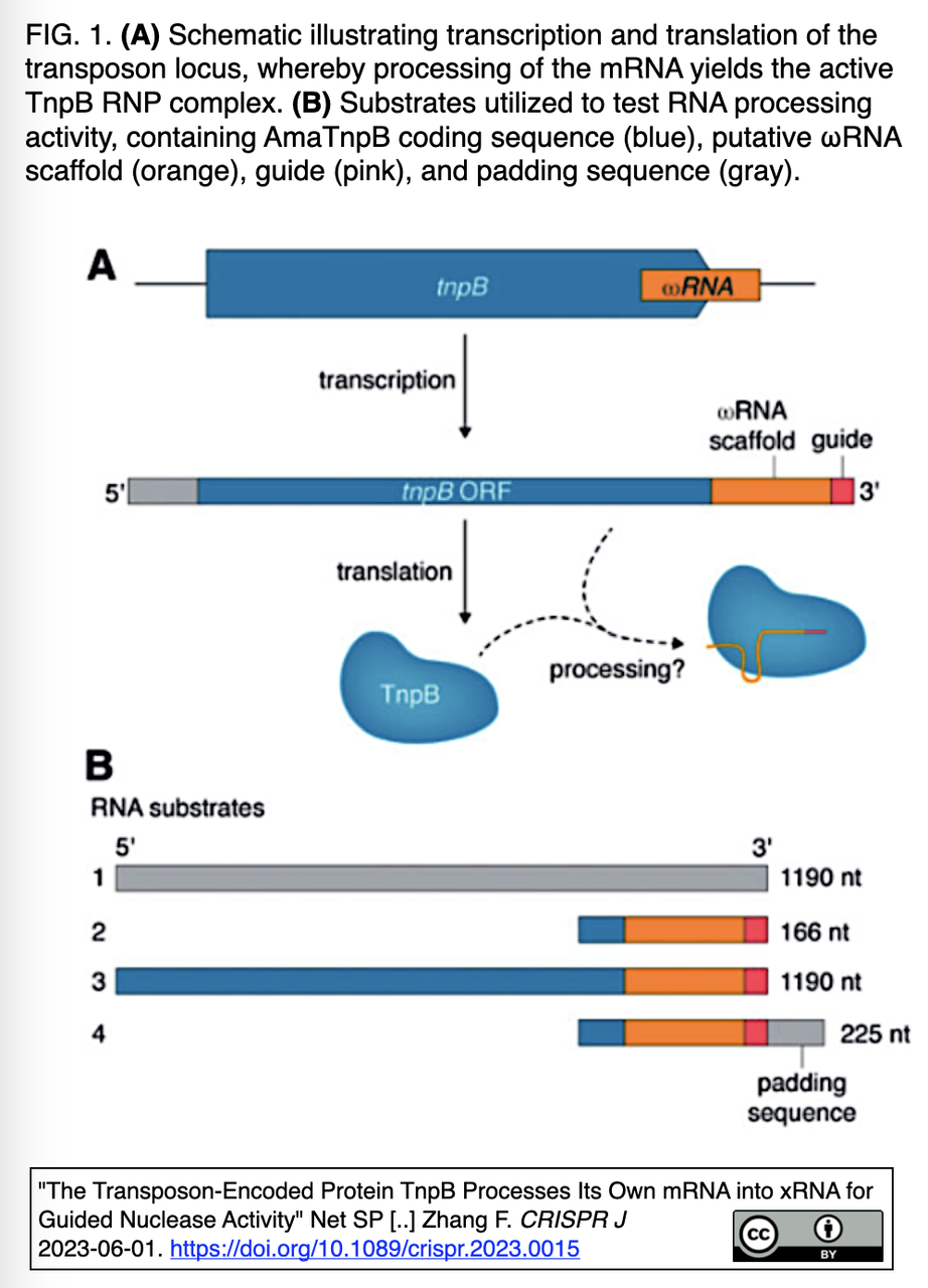 トランスポゾンにコードされているTnpBは、自身のmRNAをωRNAへとプロセスしそれをガイドとして利用する : crisp_bio