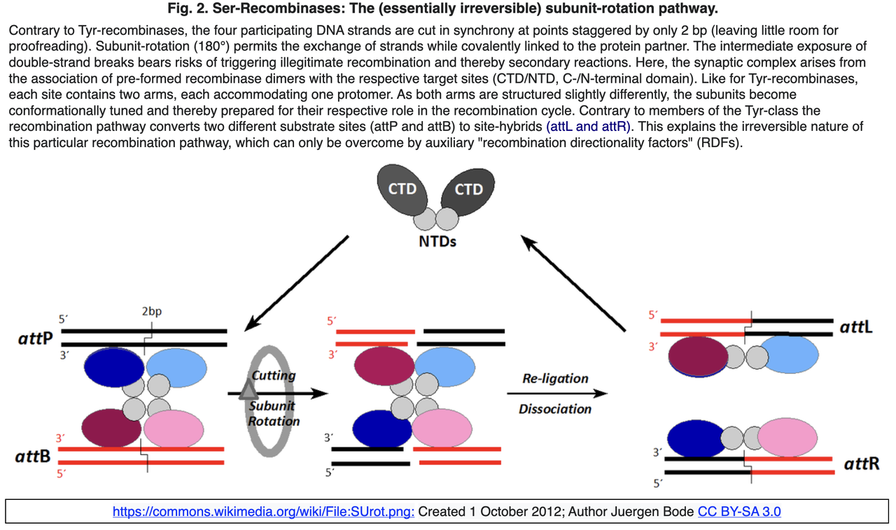 ヒトゲノムへの大規模なDNA配列の効率的組み込みを可能にするリコンビナーゼの探索と応用 : crisp_bio
