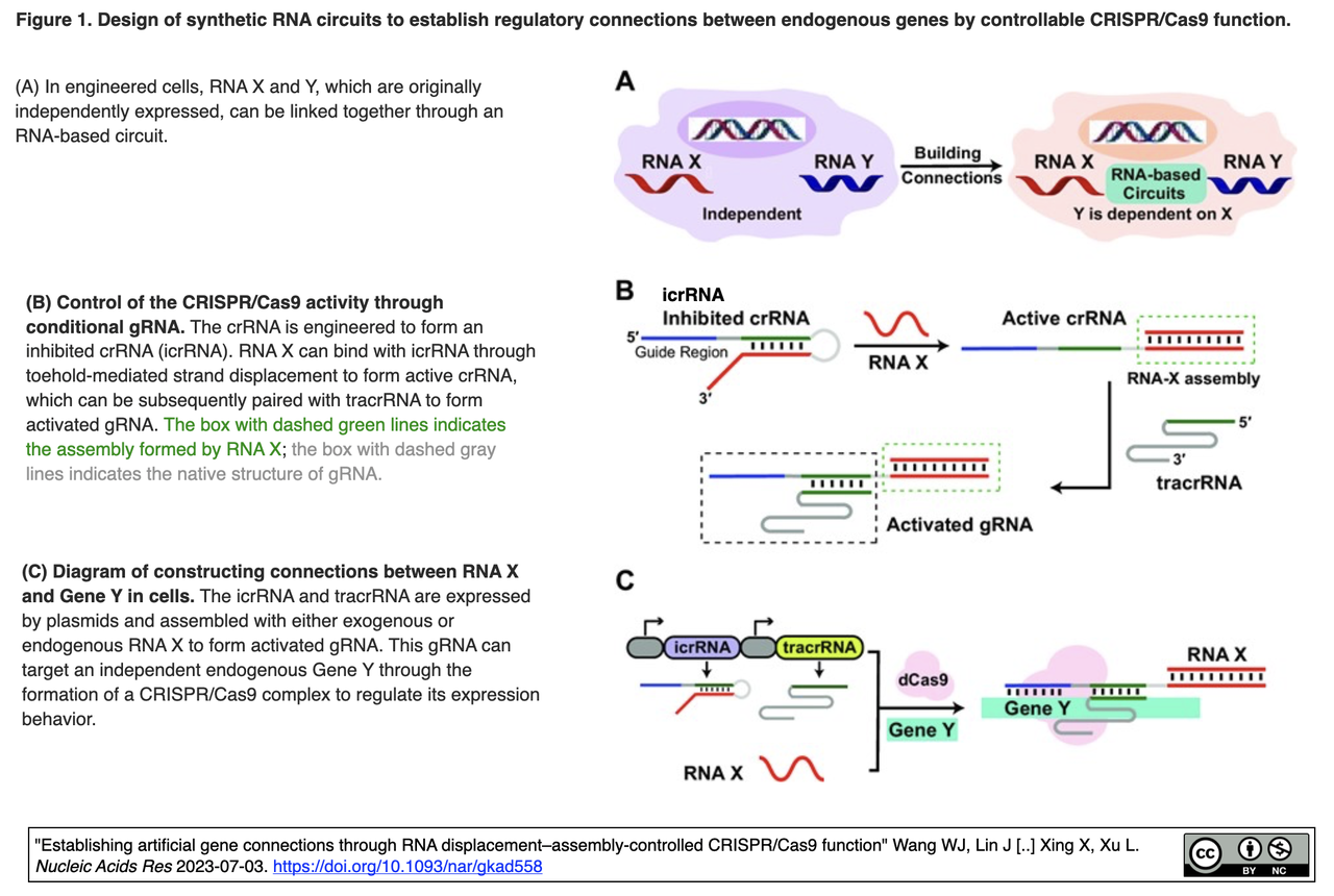 細胞に目的とする機能をもたせる新たな合成RNA回路構築法を開発 : crisp_bio