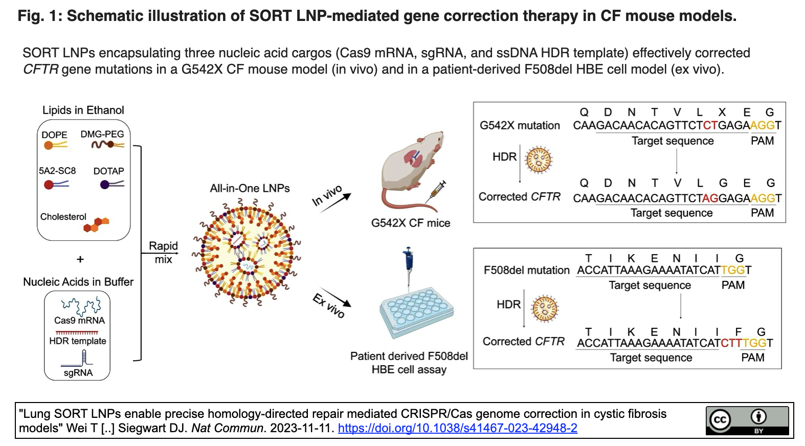肺における嚢胞性線維症の病因変異を生体内で修正可能とするCRISPR-Cas9システムの送達法を確立 : crisp_bio