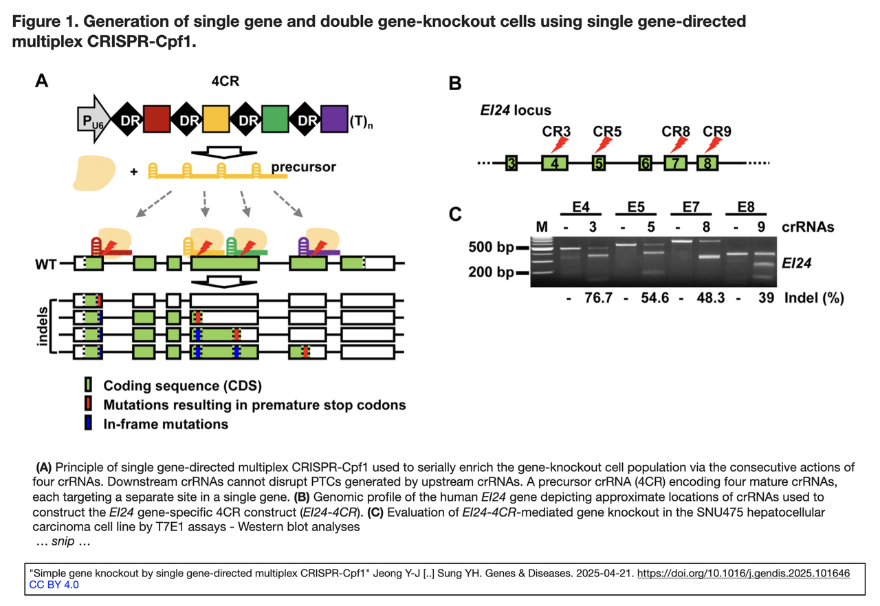 マルチプレックスCRISPR-Cpf1 (Cas12a) による単一遺伝子のシンプルかつ確実なノックアウト法 : crisp_bio