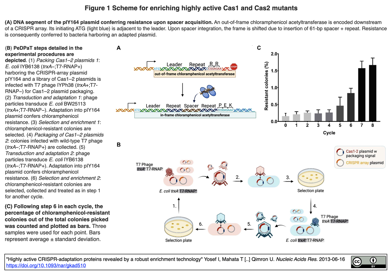 微生物のCRISPR適応免疫システムにおいて適応過程を担うタンパク質 (Cas1-Cas2)の高活性化 : crisp_bio