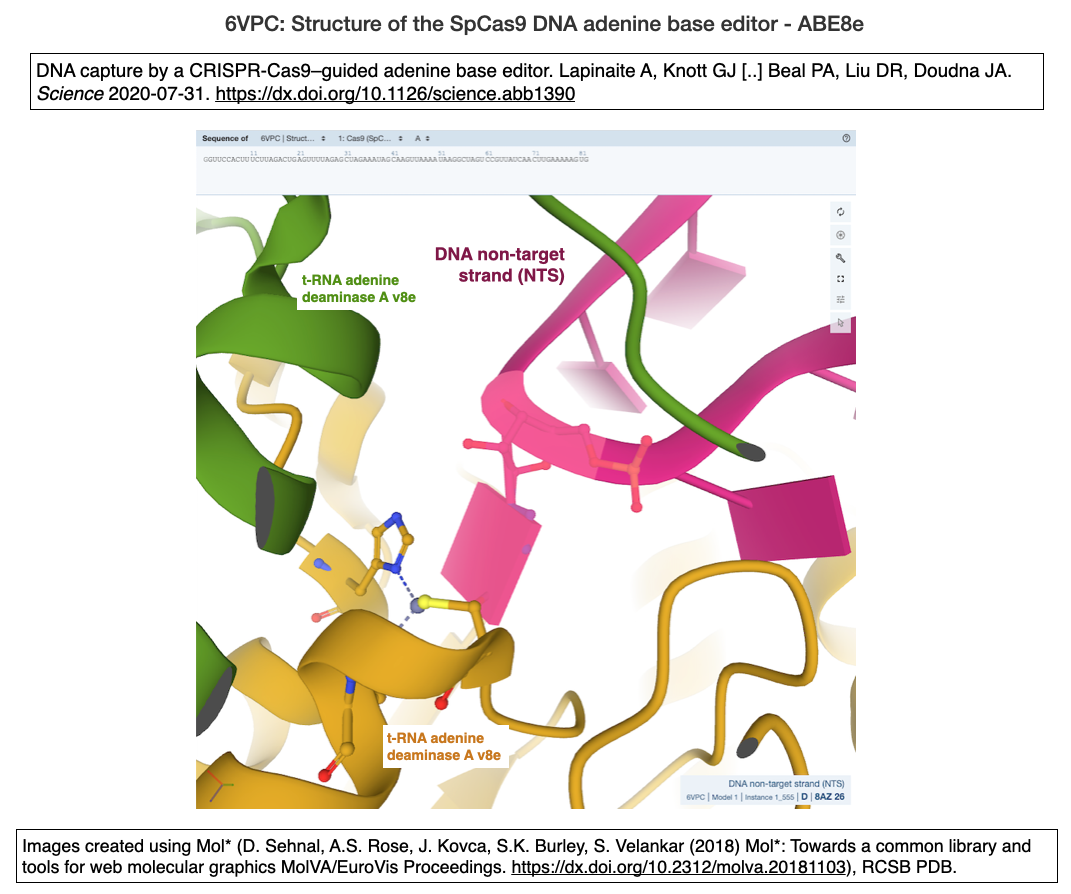 ABE8eがR-ループ内のアデニンを脱アミノ化する過程のスナップショット : crisp_bio