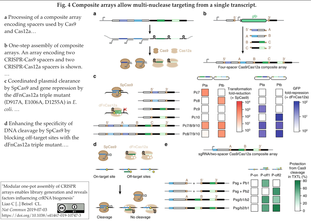 CRATES: CRISPRアレイに加えてそのライブラリーも効率よく合成する手法を開発 : crisp_bio