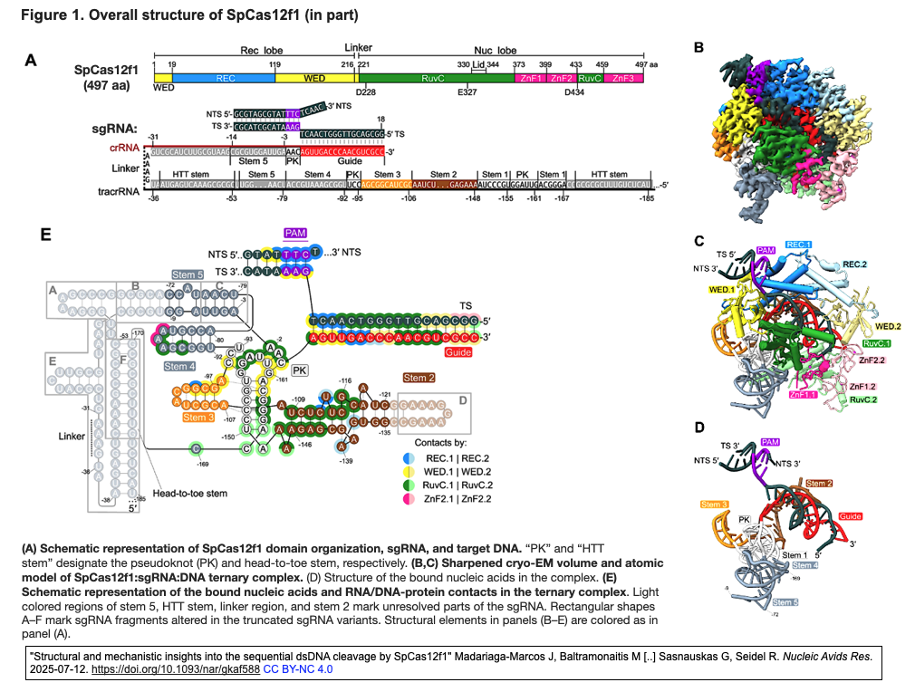 Syntrophomonas palmitatica由来のCas12f1 (SpCas12f1: 497 aa) のdsDNA切断の構造基盤を ...