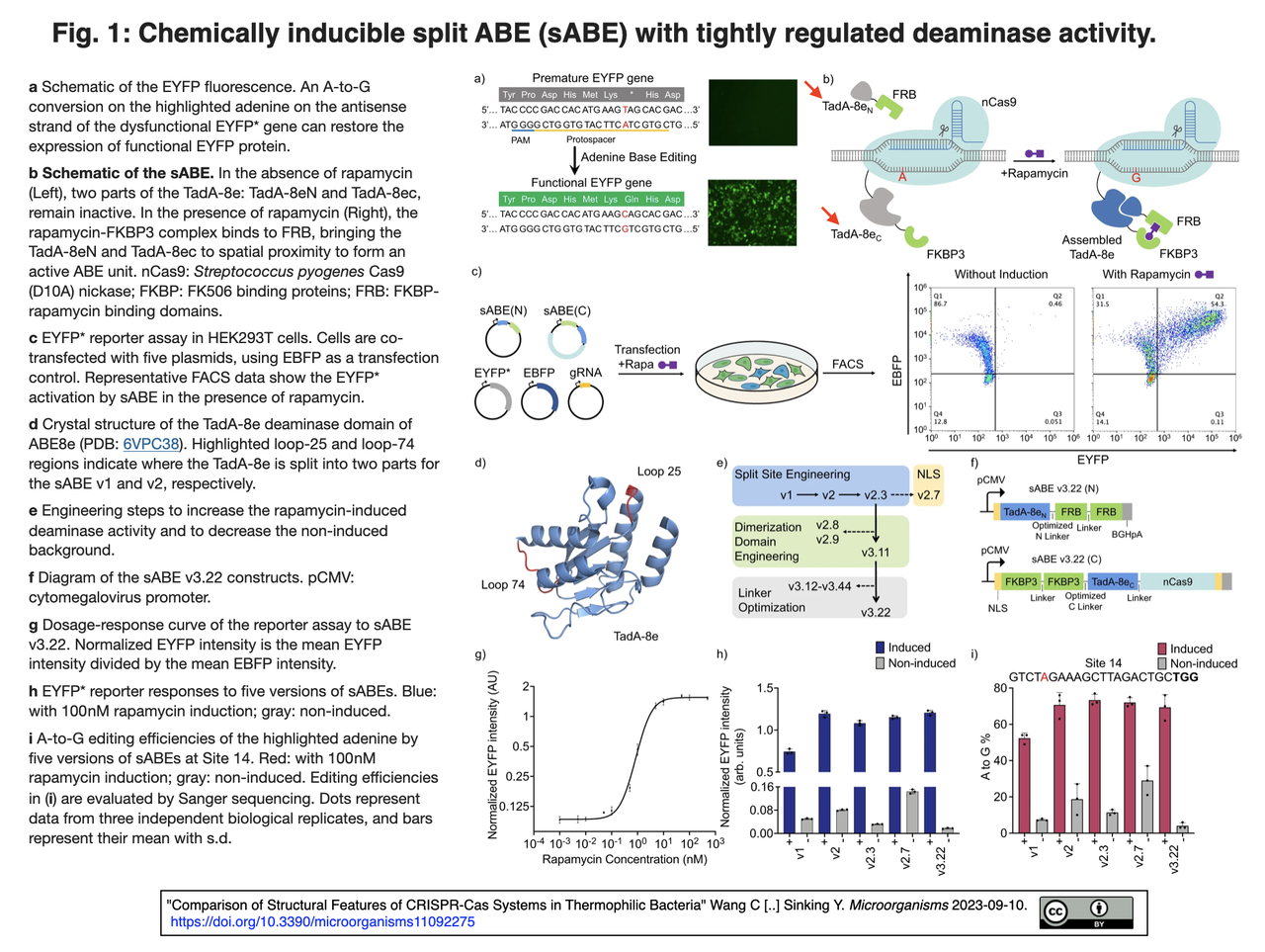 ラパマイシンで再構成を誘導するスプリット型ABE8eによる生体内での正確な塩基編集 : crisp_bio