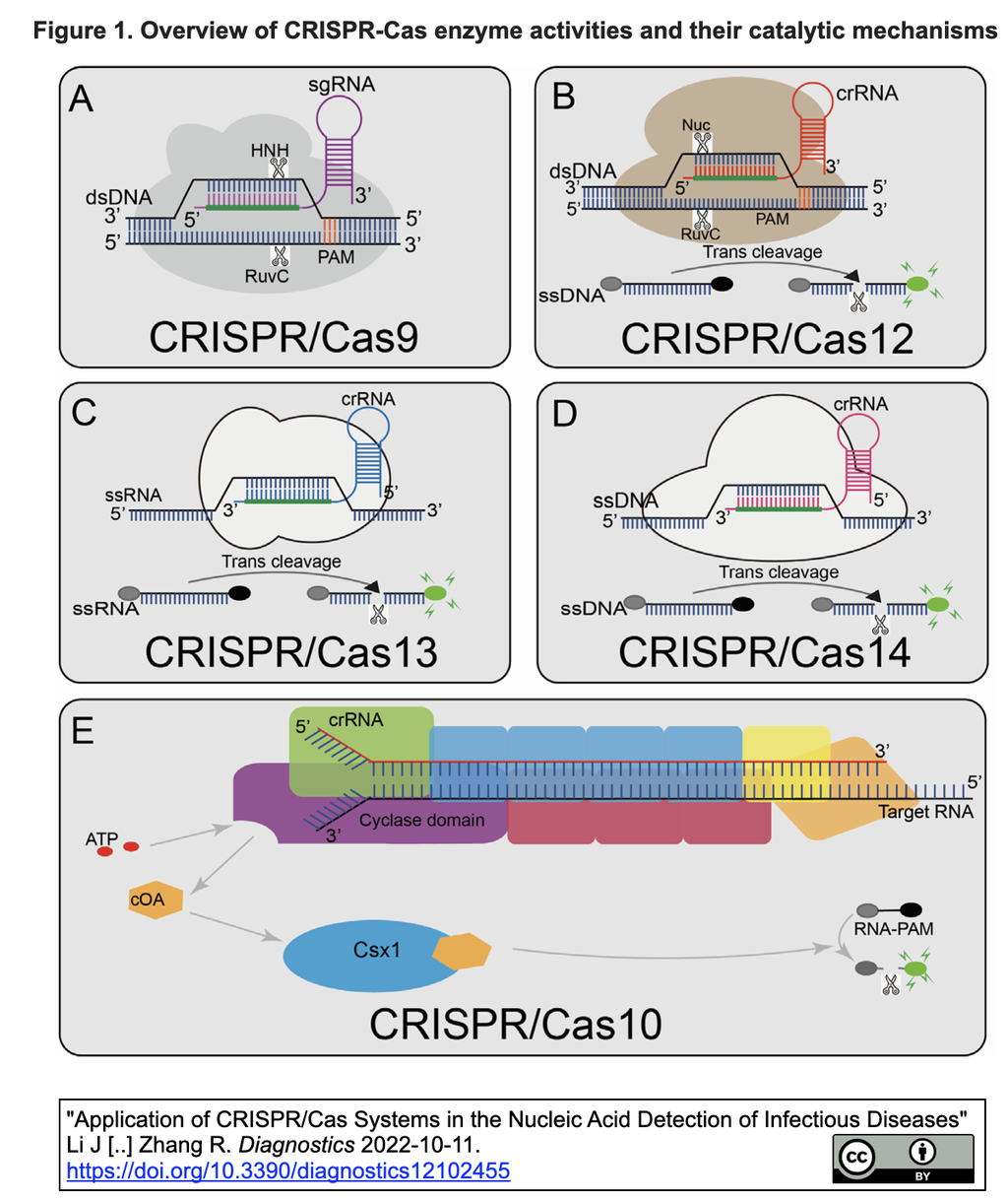 [レビュー] CRISPR/Casシステムを介した核酸検出による感染症診断法 : crisp_bio