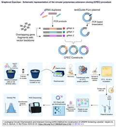 環状ポリメラーゼ伸長クローニング（CPEC）法を活用したCRISPRスクリーニングライブラリーの構築 : crisp_bio