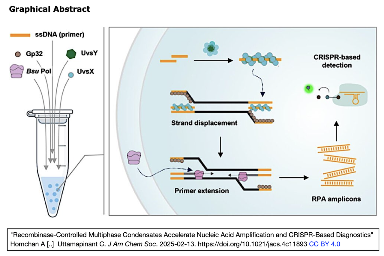 リコンビナーゼ制御多相縮合体が, 核酸増幅とCRISPRベースの診断を加速する : crisp_bio