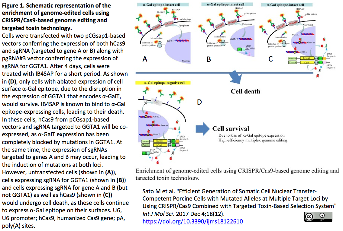 CRISPRメモ_2017/12/11（sgRNA化学修飾、Cpf1 RNP&ssDNA、gRNA構造最適化、臓器移植ブタなど14件 ...