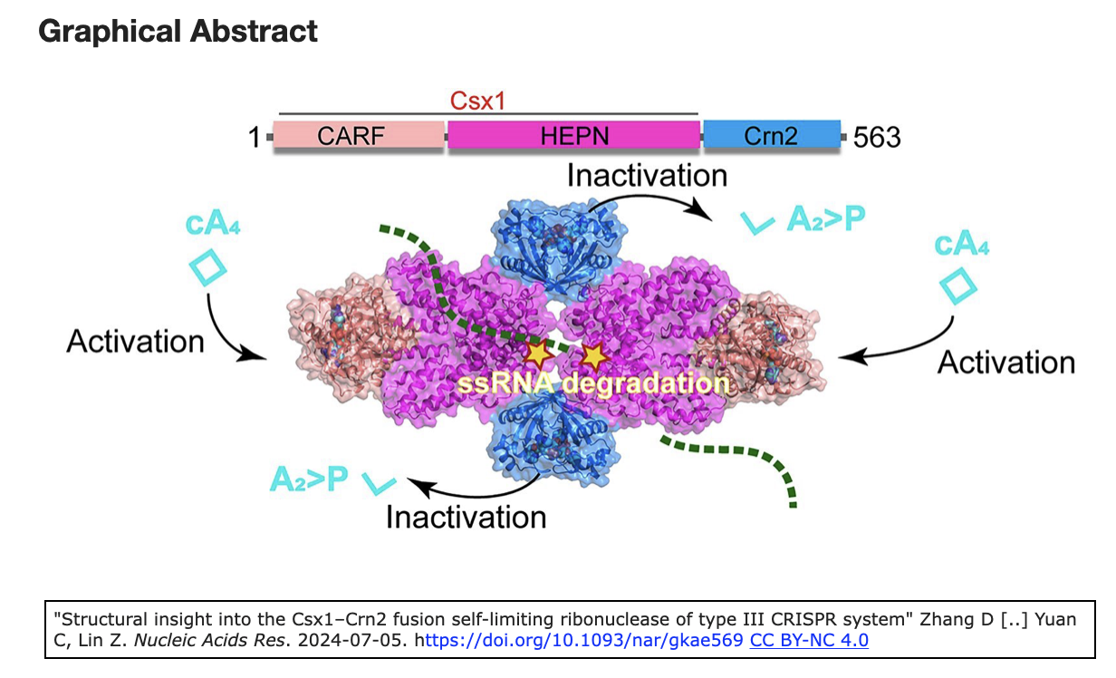 タイプIII CRISPRシステムにおけるCsx1–Crn2融合型自己抑制的リボヌクレアーゼの構造基盤 : crisp_bio