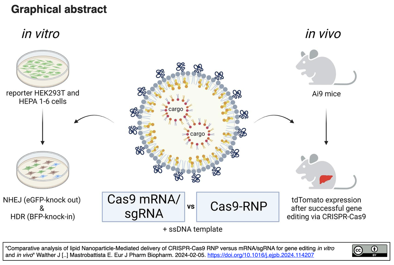 脂質ナノ粒子を介したCRISPR-Cas9 RNPの送達とmRNA/sgRNAのin vitroおよびin vivoにおける遺伝子編集の比較 ...