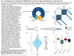 CDS1とCDS2の合成致死的相互作用は, 複数の腫瘍型に共通する脆弱性であり, 特に、CDS2が治療標的候補になり得る（2報 ...